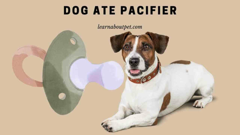Dog Ate Pacifier : 6 Clear Ways To Resolve Issue - 2025