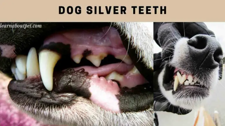 Dog Silver Teeth : 5 Interesting Reasons Why Dogs Have Silver Teeth?
