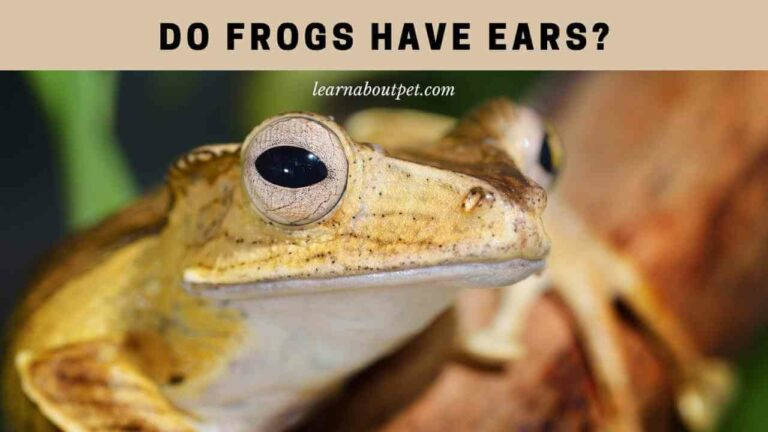 Frog Ears : Do Frogs Have Ears? (9 Cool Facts) - 2023