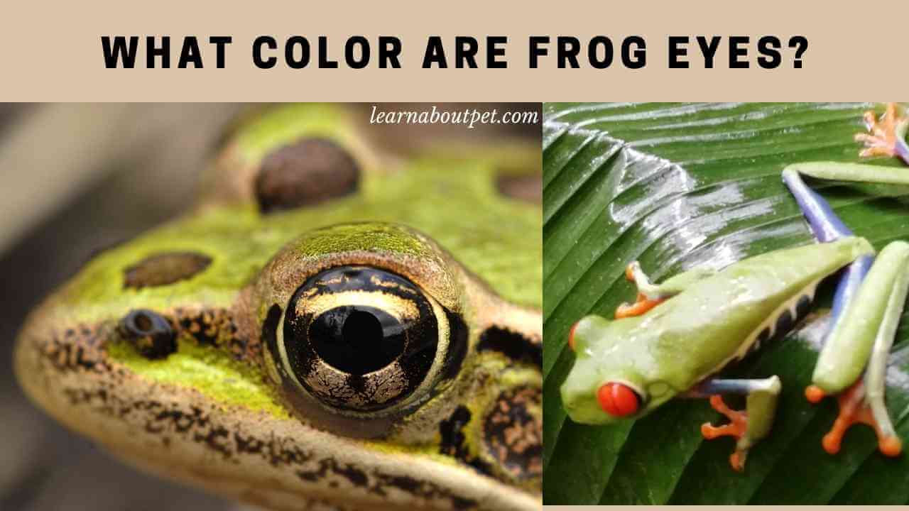 What Color Are Frog Eyes? 9 Cool Frog Eye Color Facts - 2025