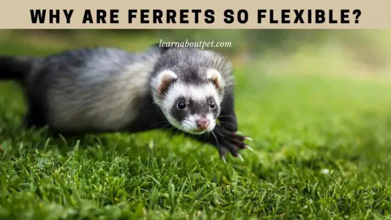 Why Are Ferrets So Flexible? 7 Cool Ferret Flexibility Facts
