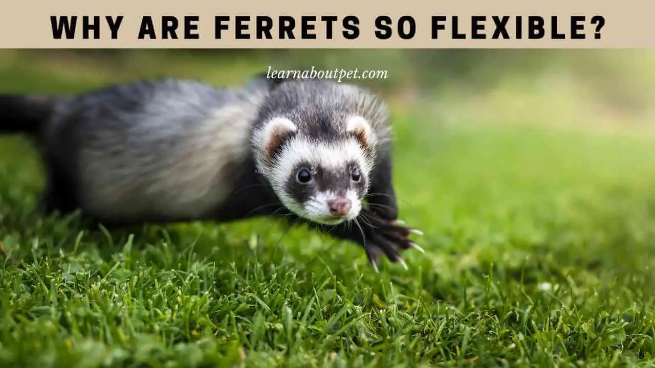Why Are Ferrets So Flexible? 7 Cool Ferret Flexibility Facts