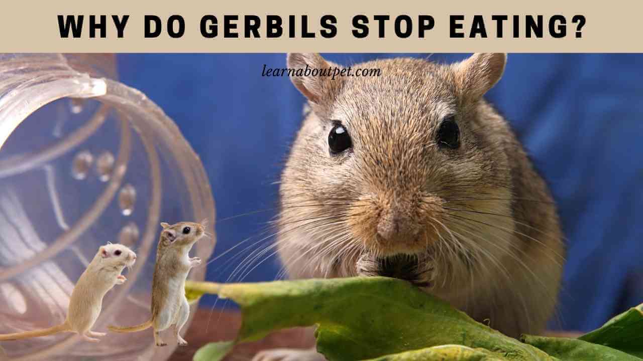 Why Do Gerbils Stop Eating? (7 Interesting Facts) - 2026