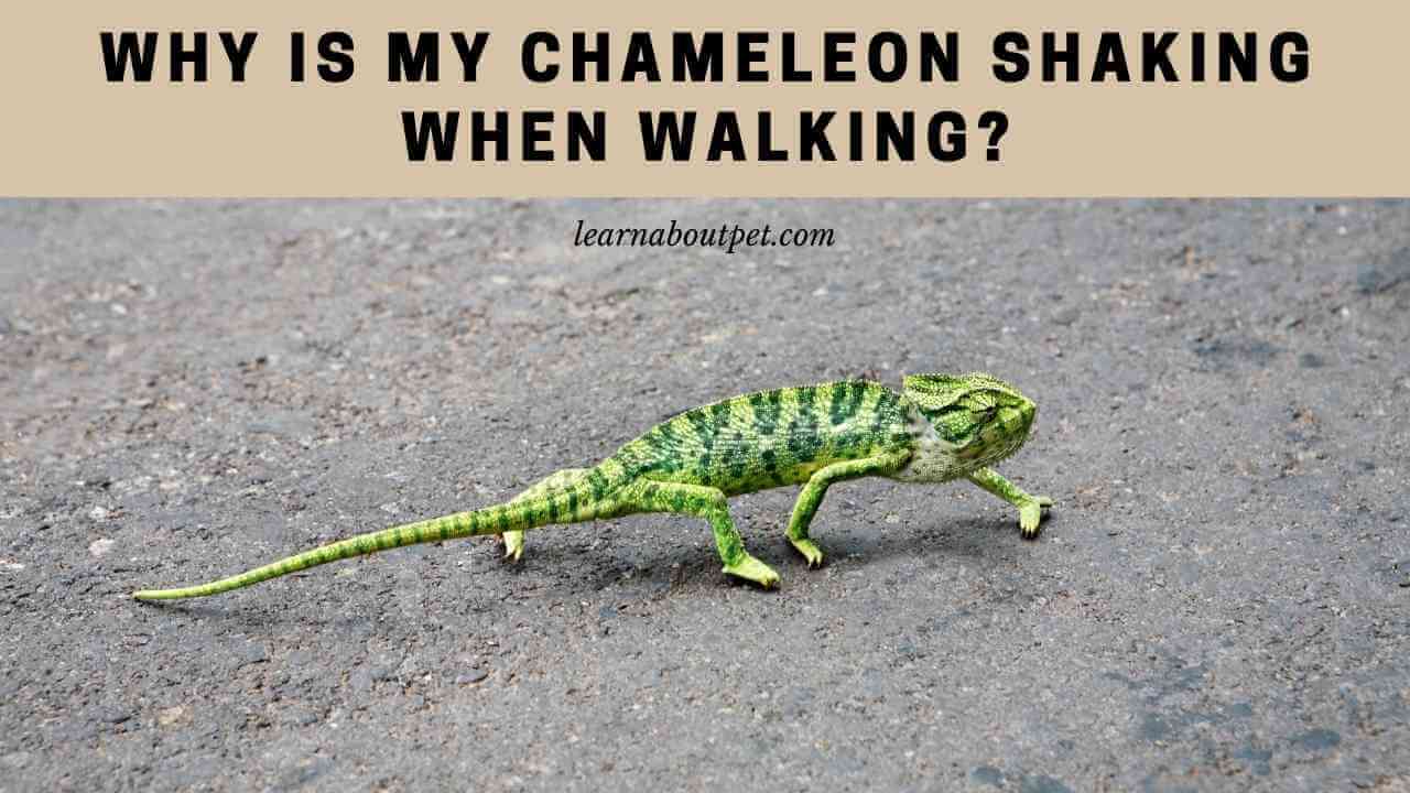 Why Is My Chameleon Shaking When Walking? 7 Cool Facts