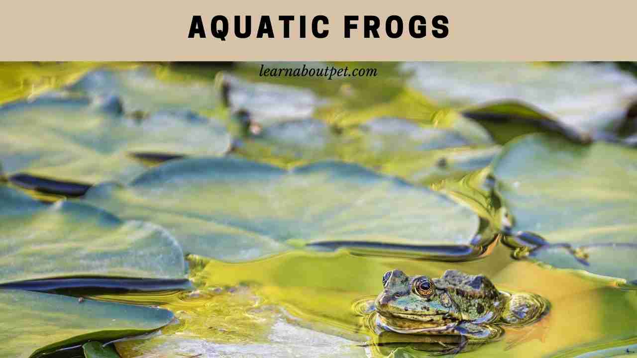 Aquatic Frogs And Fully Aquatic Frogs : (15 Interesting Facts) - 2022