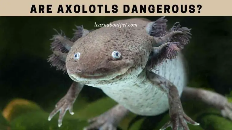 Are Axolotls Dangerous? (7 Interesting Facts!) - 2026