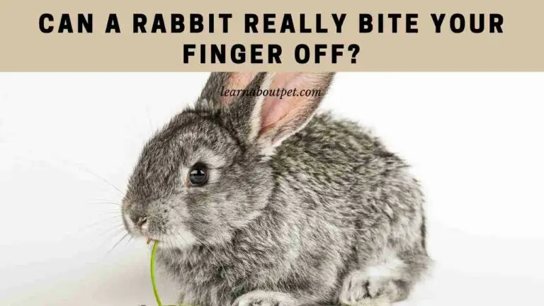Can A Rabbit Really Bite Your Finger Off? 7 Cool Facts 2025