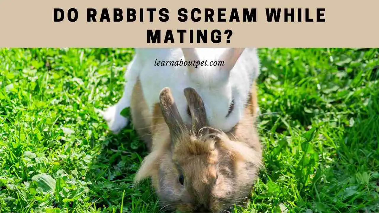 Do Rabbits Scream While Mating? (5 Interesting Actions) - 2025