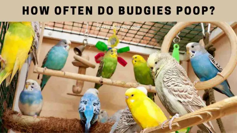 How Often Do Budgies Poop? 8 Menacing Poop Color Chart 2022