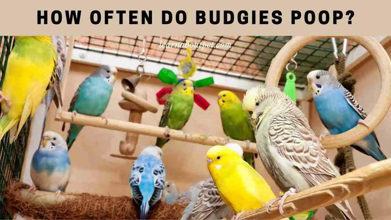 How Often Do Budgies Poop? 8 Menacing Poop Color Chart 2022