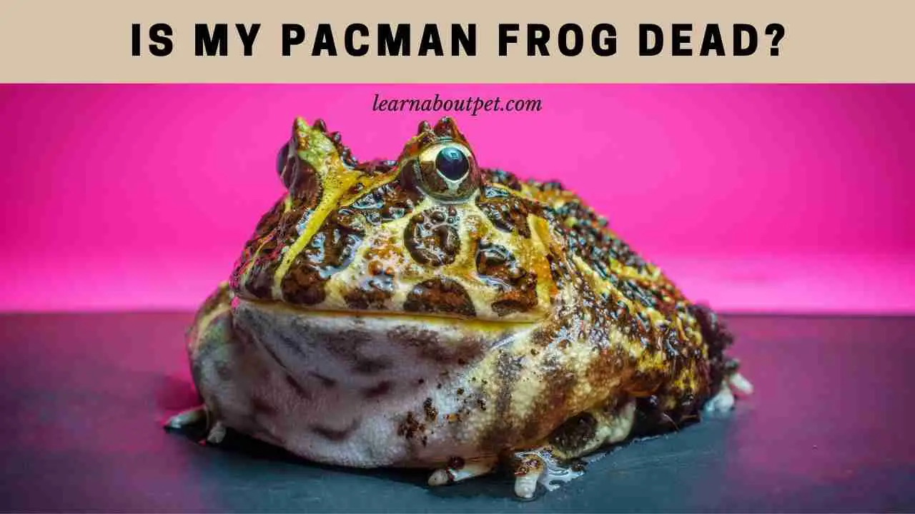 Is My Pacman Frog Dead? (9 Clear Ways To Check) - 2025