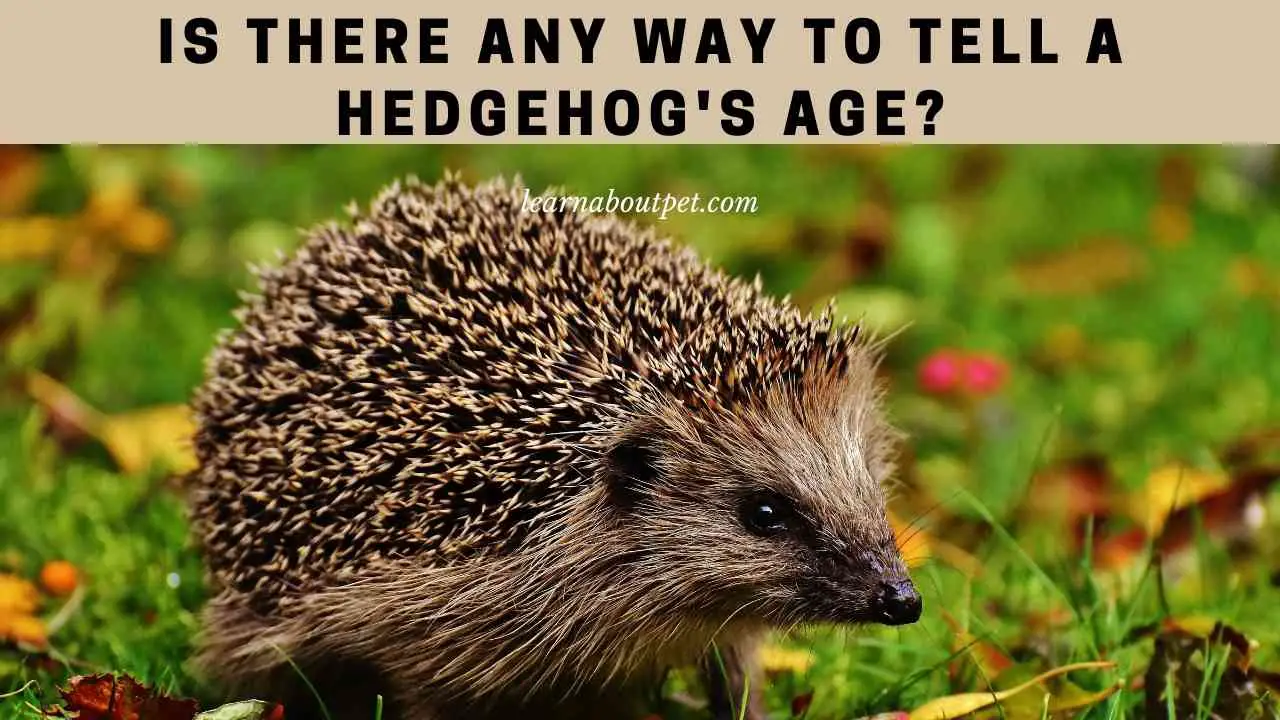 Is There Any Way To Tell A Hedgehog's Age? (7 Clear Tips)