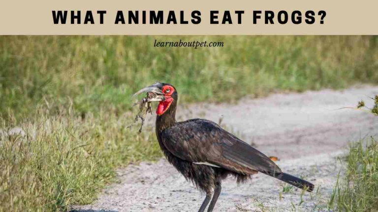What Animals Eat Frogs? (7 Interesting Facts) - 2025