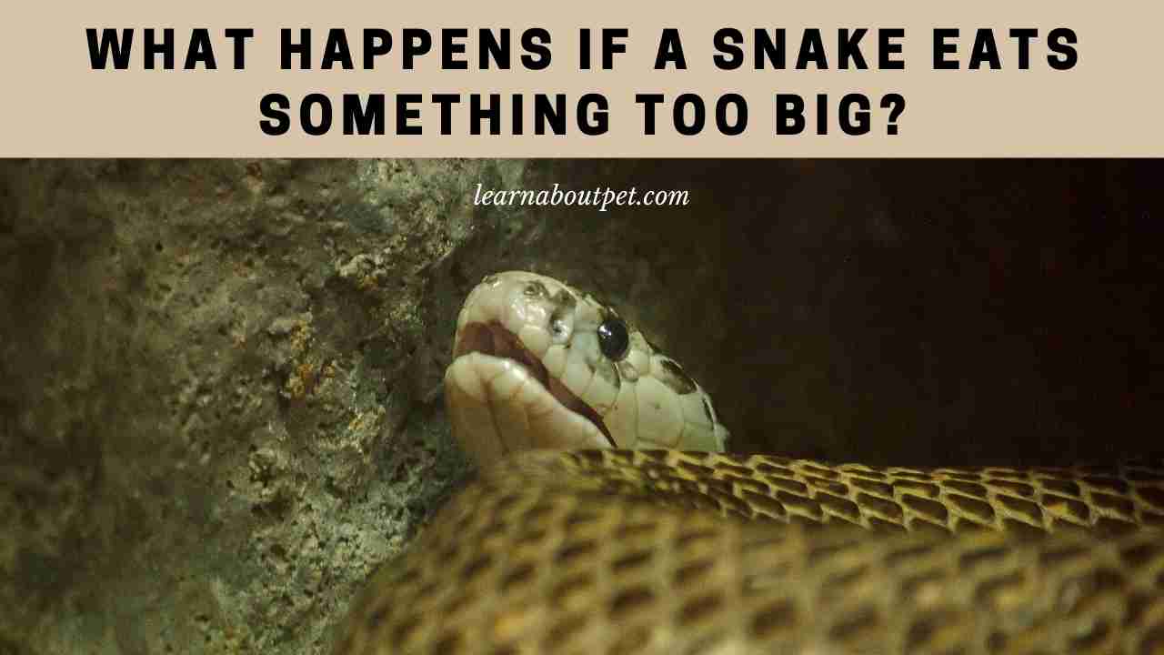 What Happens If A Snake Eats Something Too Big? 7 Clear Facts