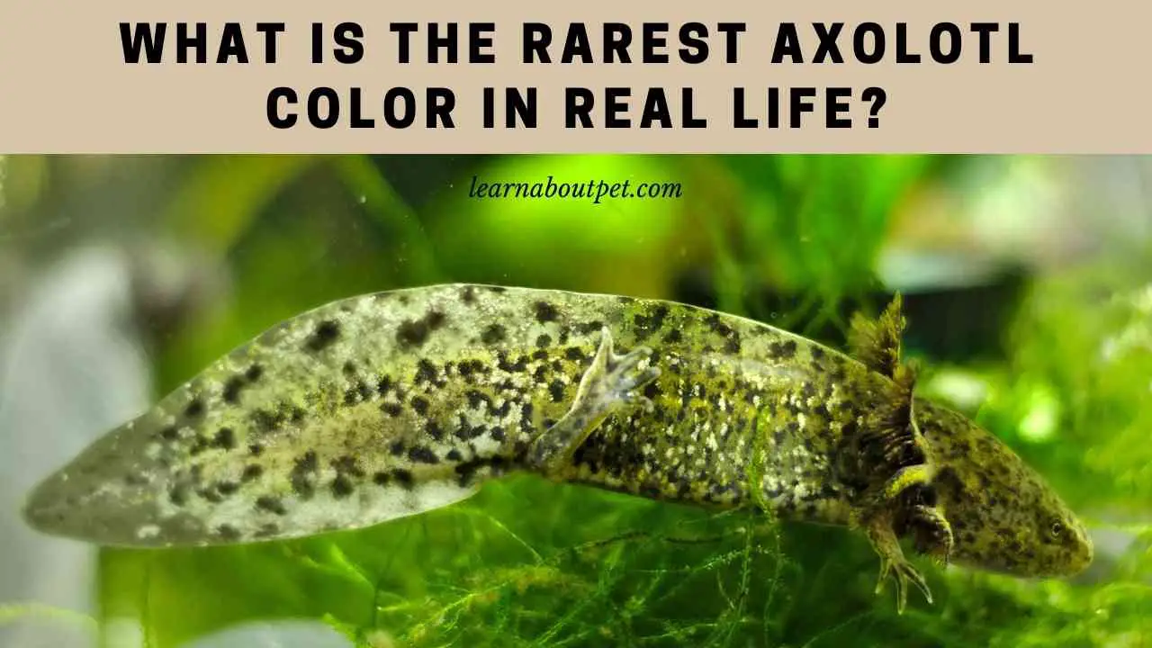 What Is The Rarest Axolotl Color In Real Life? 7 Cool Facts - 2025