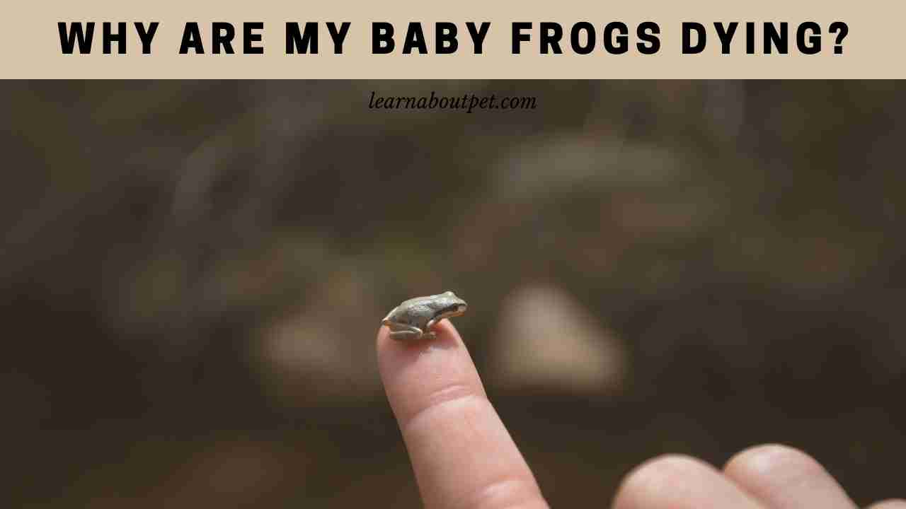 Why Are My Baby Frogs Dying? (7 Clear Reasons) - 2025