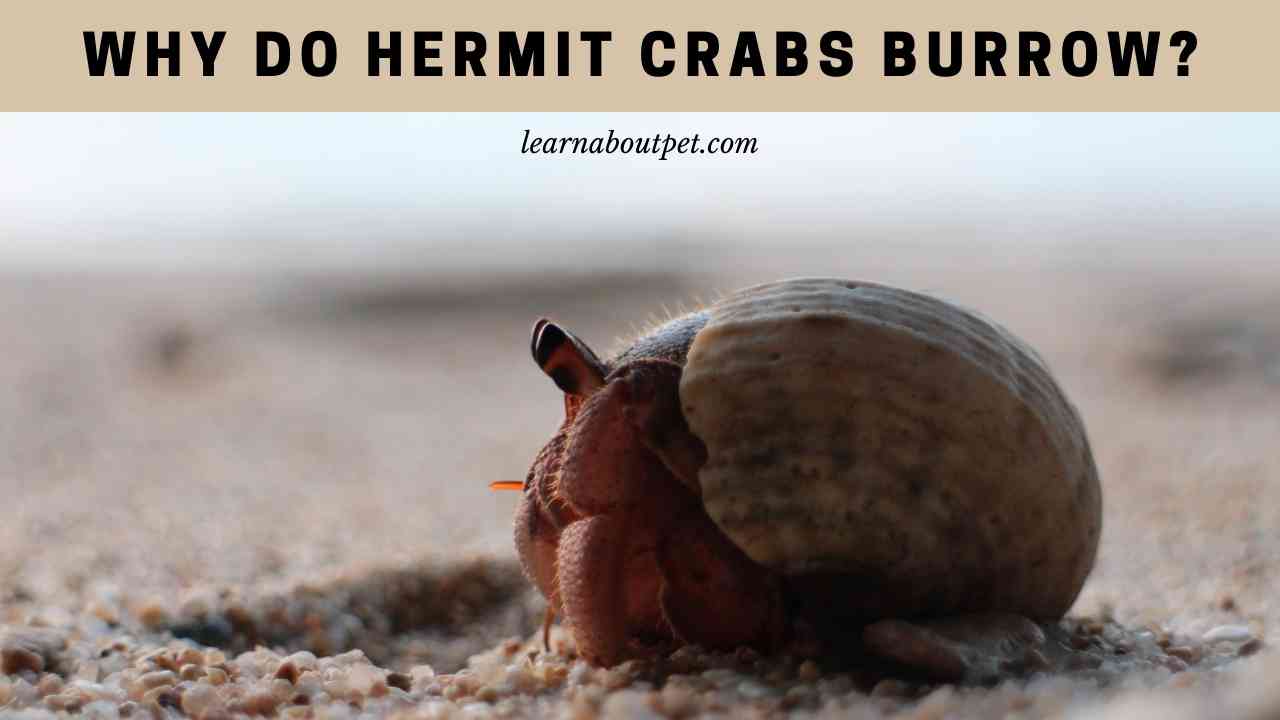 Why Do Hermit Crabs Burrow? (7 Interesting Facts) - 2026