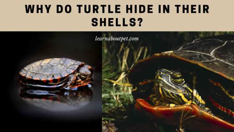 Why Do Turtle Hide In Their Shells? (7 Unique Reasons) 2025