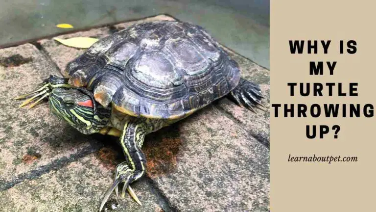 Turtle Throwing Up : 7 Clear Reasons And How To Stop - 2025