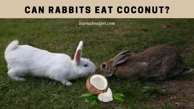 Can Rabbits Eat Coconut? 9 Interesting Facts - 2023
