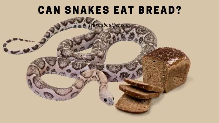 Can Snakes Eat Bread? (7 Interesting Food Facts) - 2025