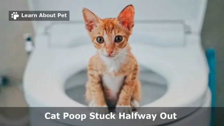 Cat Poop Stuck : 3 Clear Cat Constipation Causes And 7 Health Risks