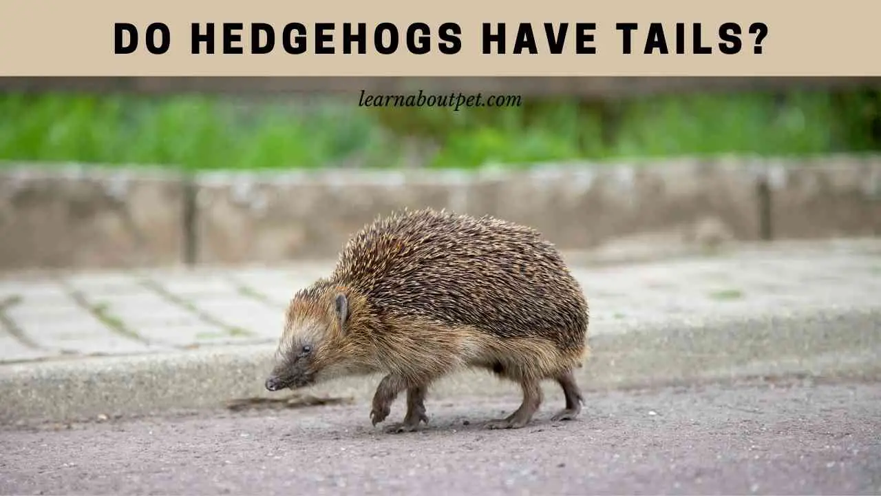 Do Hedgehogs Have Tails? (7 Interesting Facts) - 2025
