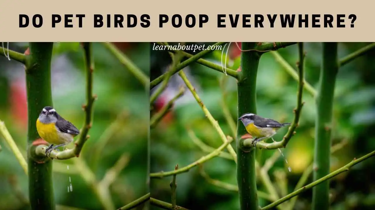 Do Pet Birds Poop Everywhere? (7 Menacing Facts) - 2025