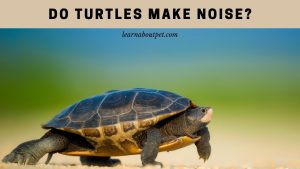Do Turtles Make Noise? 5 Unique Sounds Turtles Make - 2025