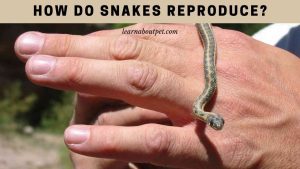 How Do Snakes Reproduce? (15 Cool Reproduction Facts) - 2025