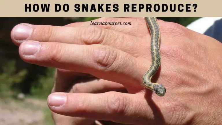 How Do Snakes Reproduce? (15 Cool Reproduction Facts) - 2025