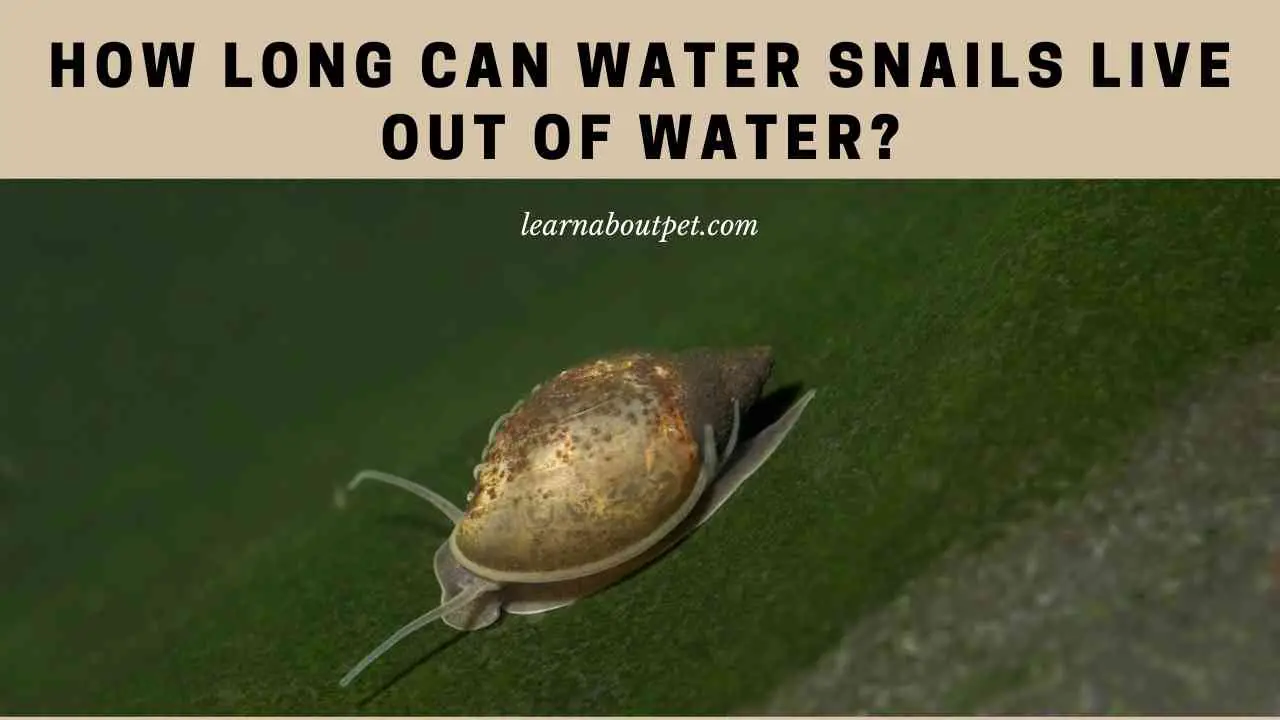 How Long Can Water Snails Live Out Of Water? 9 Cool Facts How Long Can Water Snails Live Out Of Water? 9 Cool Facts