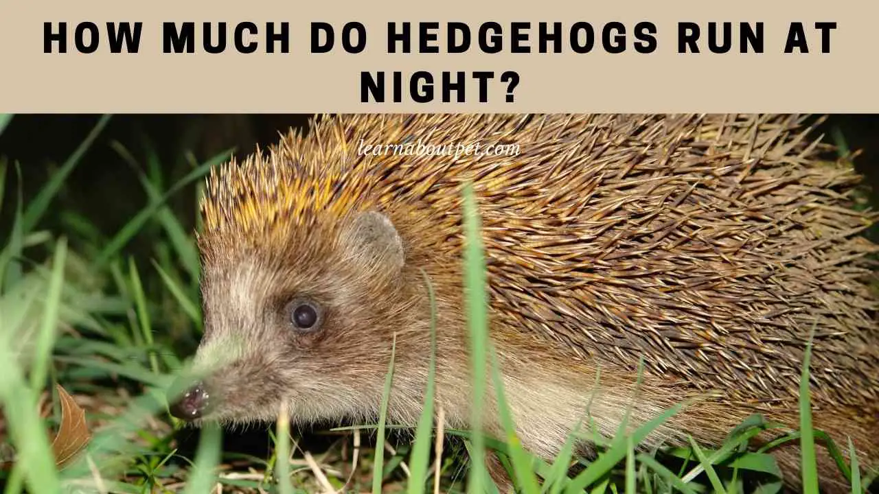 How Much Do Hedgehogs Run At Night? (7 Cool Facts) - 2025