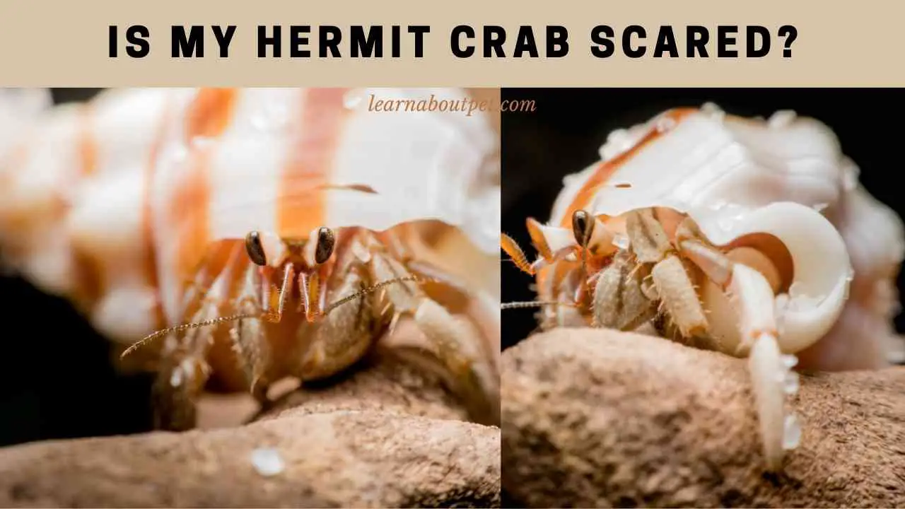 Is My Hermit Crab Scared? (7 Interesting Facts) - 2023