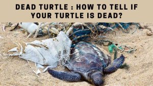 Dead Turtle : How To Tell If Your Turtle Is Dead? 7 Clear Ways