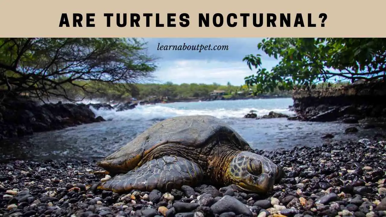 Are Turtles Nocturnal? (9 Interesting Facts) - 2025