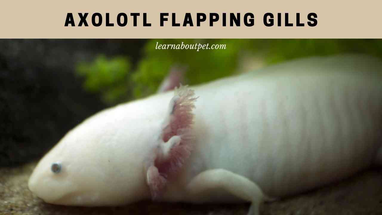Axolotl Flapping Gills : Why Is Axolotl Flapping Gills? 7 Clear Facts