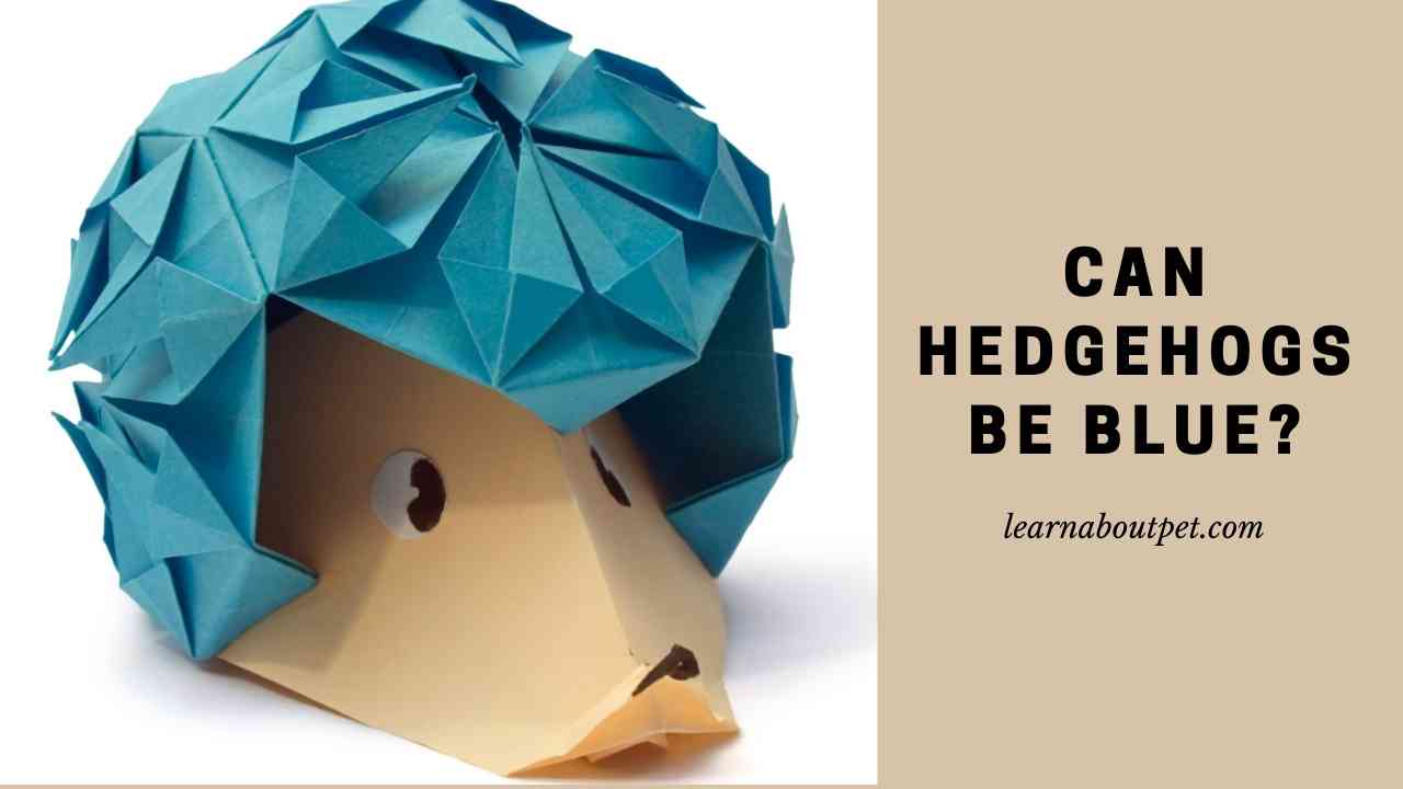 Can Hedgehogs Be Blue? (7 Interesting Facts) - 2025