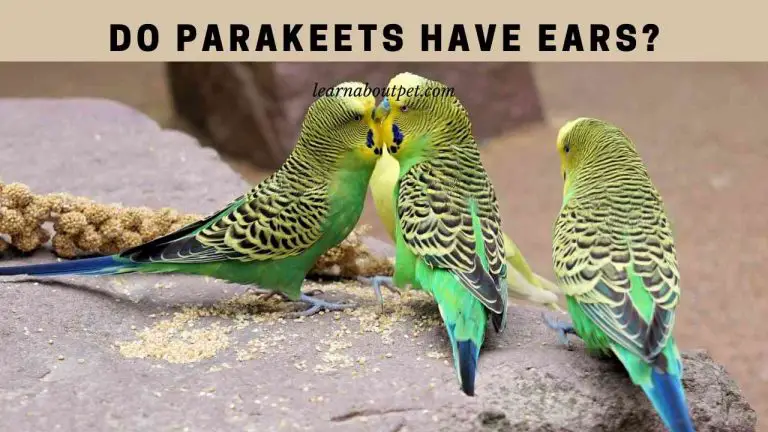 Do Parakeets Have Ears? (7 Interesting Facts) - 2026