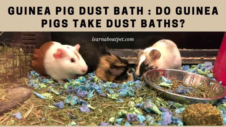Guinea Pig Dust Bath : Do Guinea Pigs Take Dust Baths? 7 Clear Facts - 2023