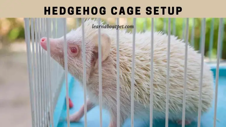 Hedgehog Cage Setup : (7 Interesting Ideas) - 2025