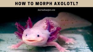 How To Morph Axolotls? (7 Interesting Facts) - 2023