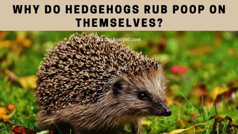 Why Do Hedgehogs Rub Poop On Themselves? 7 Menacing Facts