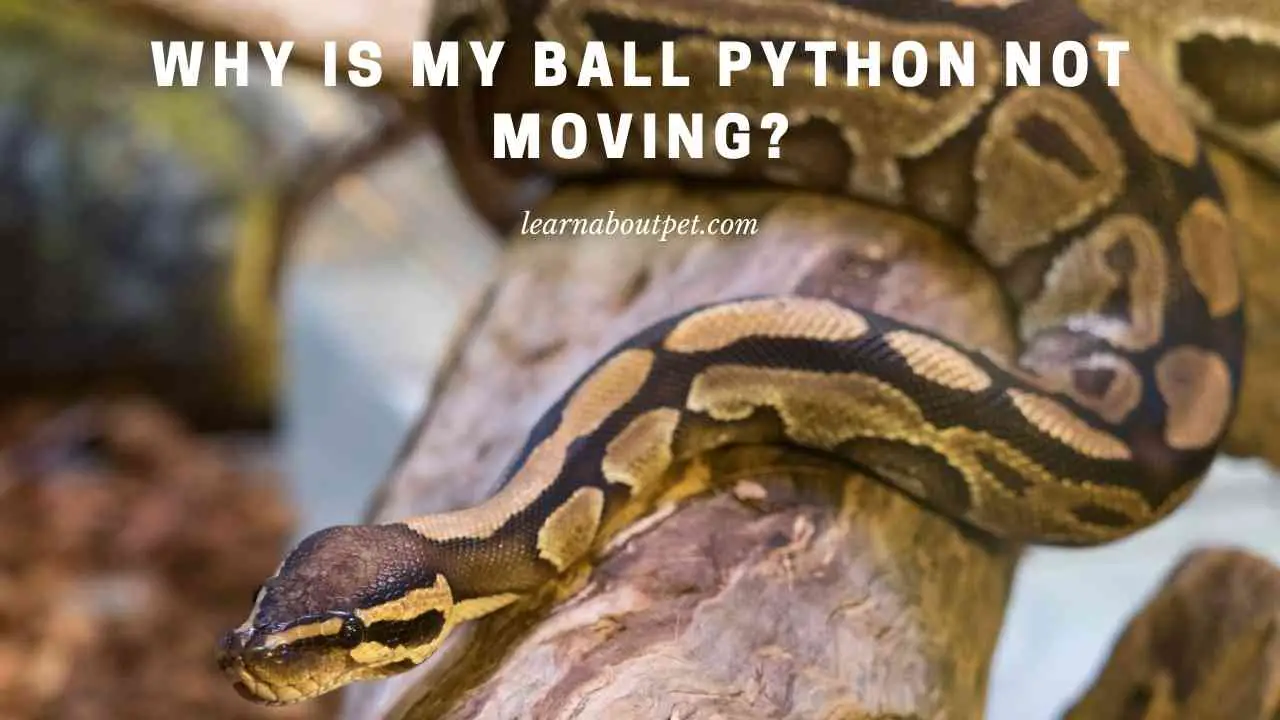 Why Is My Ball Python Not Moving? (7 Interesting Facts) - 2025 Why Is My Ball Python Not Moving? (7 Interesting Facts) - 2025