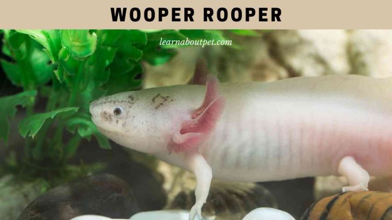 Wooper Rooper : Axolotls In Japanese (5 Interesting Facts)