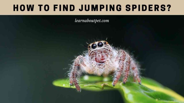 How To Find Jumping Spiders? (9 Interesting Facts) - 2022