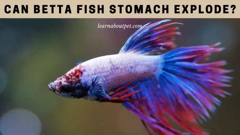 Betta Fish Stomach Explode : 7 Clear Factors To Know - 2025