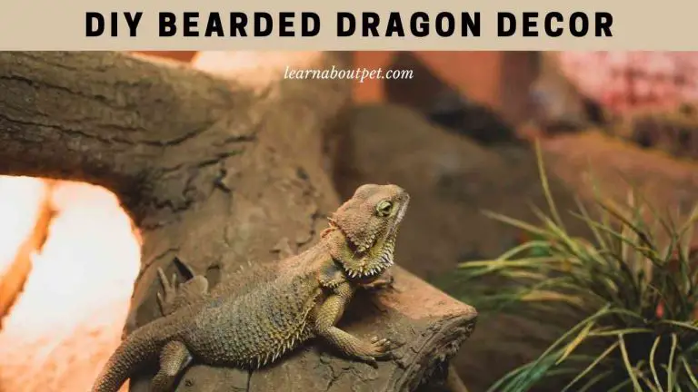 How To Make DIY Bearded Dragon Decor? (7 Clear Facts) - 2025