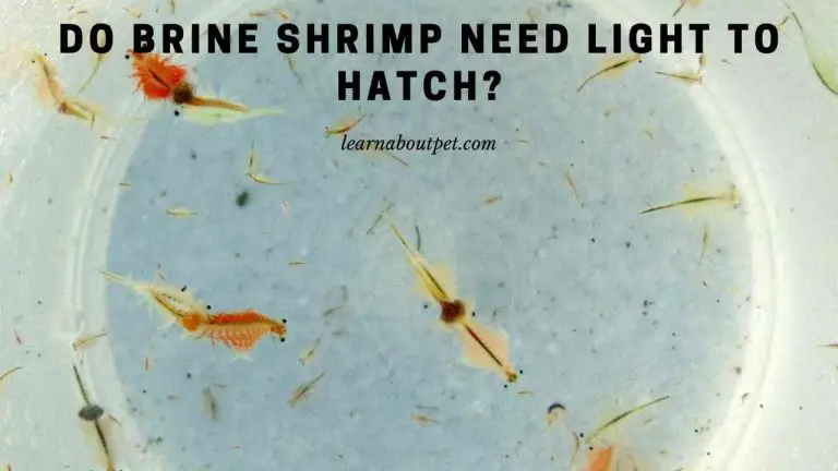 Do Brine Shrimp Need Light To Hatch? (7 Clear Facts) - 2025