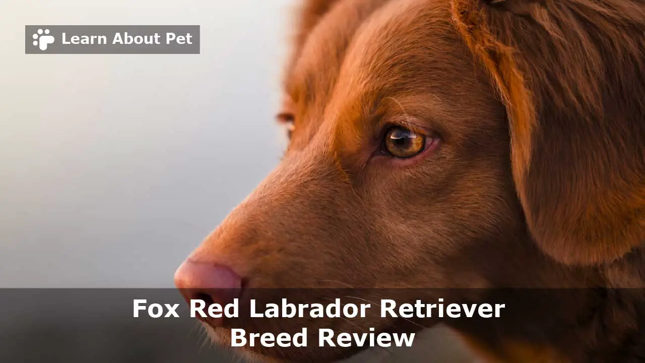 Fox Red Labrador Retriever : 25 Cool Facts, Pictures - 2025